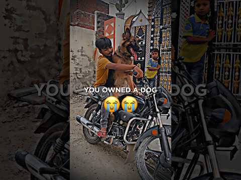 Meaning of Dog Lover 🥺 | Sigma rule ❤️ | Inspirational quotes | #shorts #motivational #dog