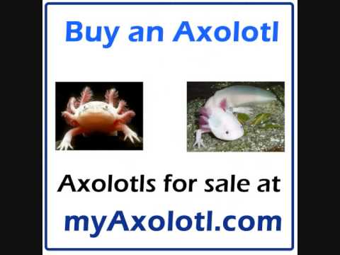 Buy an Axolotl from myAxolotl.com - Axolotls now for sale!