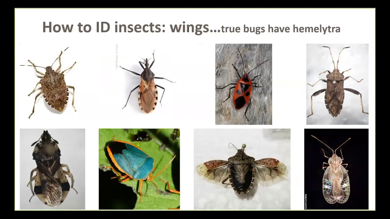 Insect Pest Identification
