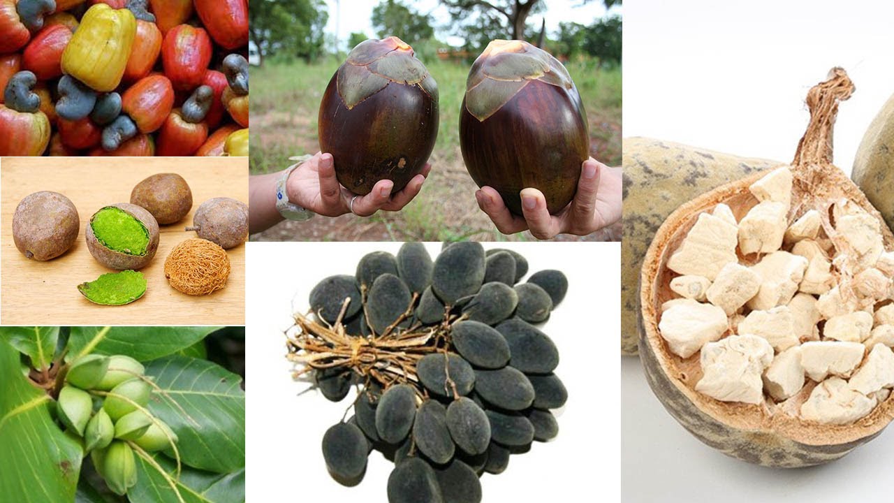20 fruits sénégalais aux vertus exceptionnelles