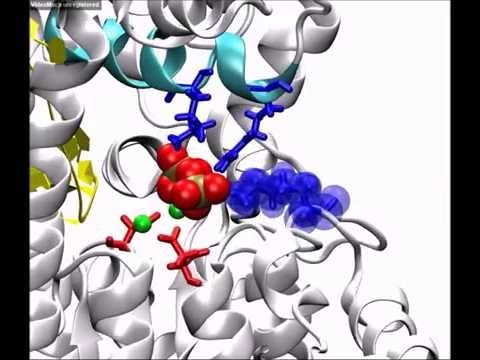 A Jump-from-Cavity Pyrophosphate Ion Release Assisted by a Key Lysine Residue in T7 RNA...