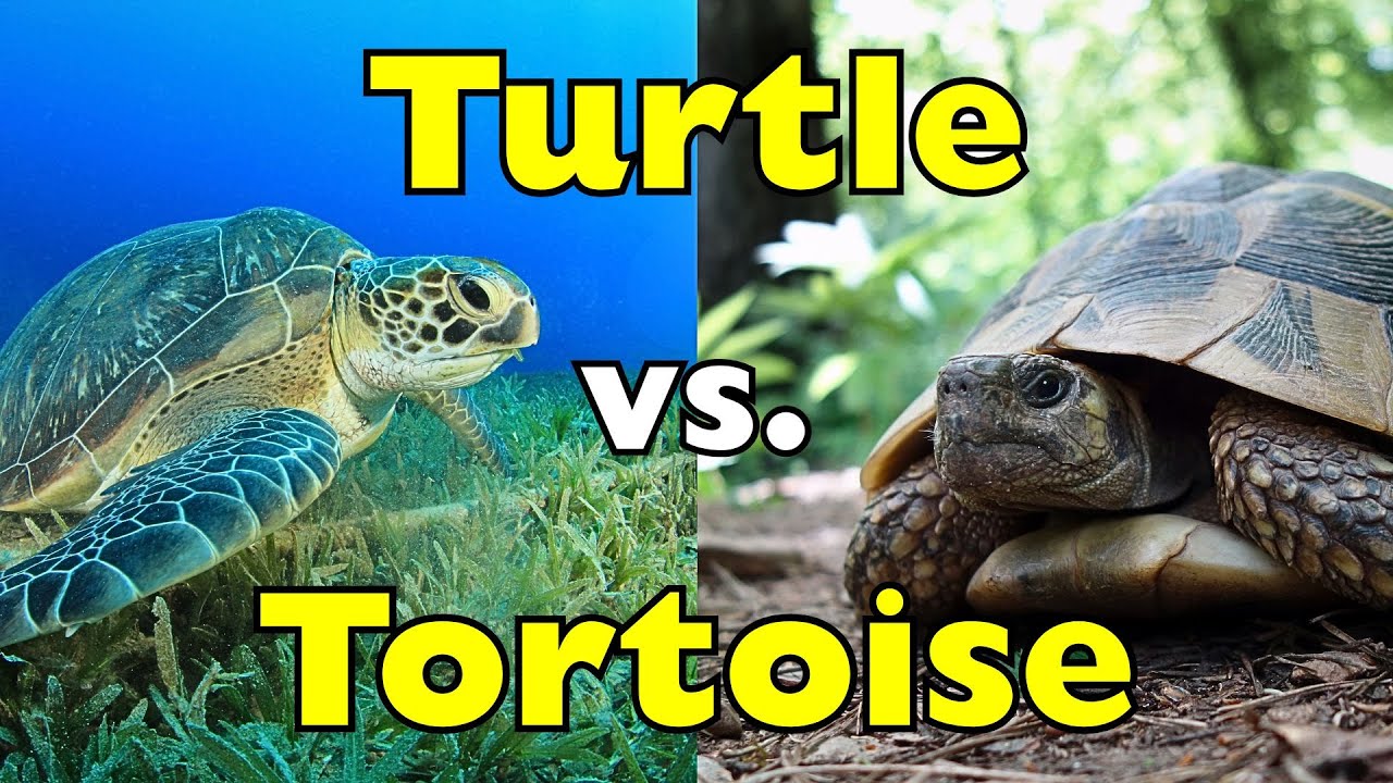 Turtle vs. Tortoise: The Difference Everyone Gets Wrong [ID0828]