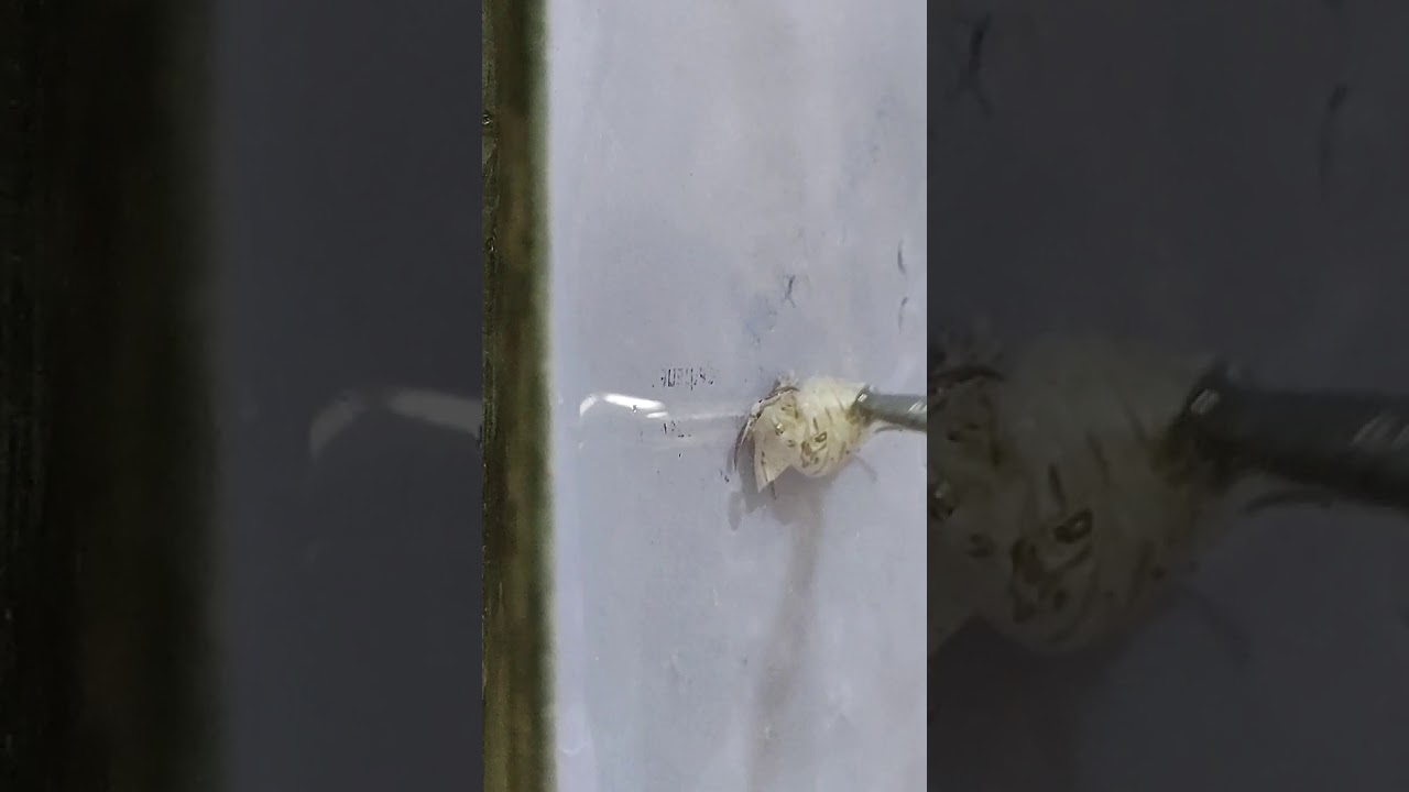 Reproduction of female silkworm moth