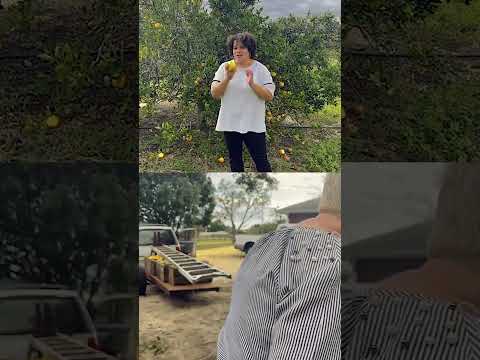 "Hilltop Grove" Orange Orchard located in Weirsdale Florida