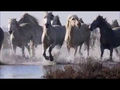 Spirit Animal ~ Horse ~Native American Music -Niall
