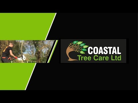 Tree surgeon Weymouth - beech tree dismantling, Dorchester