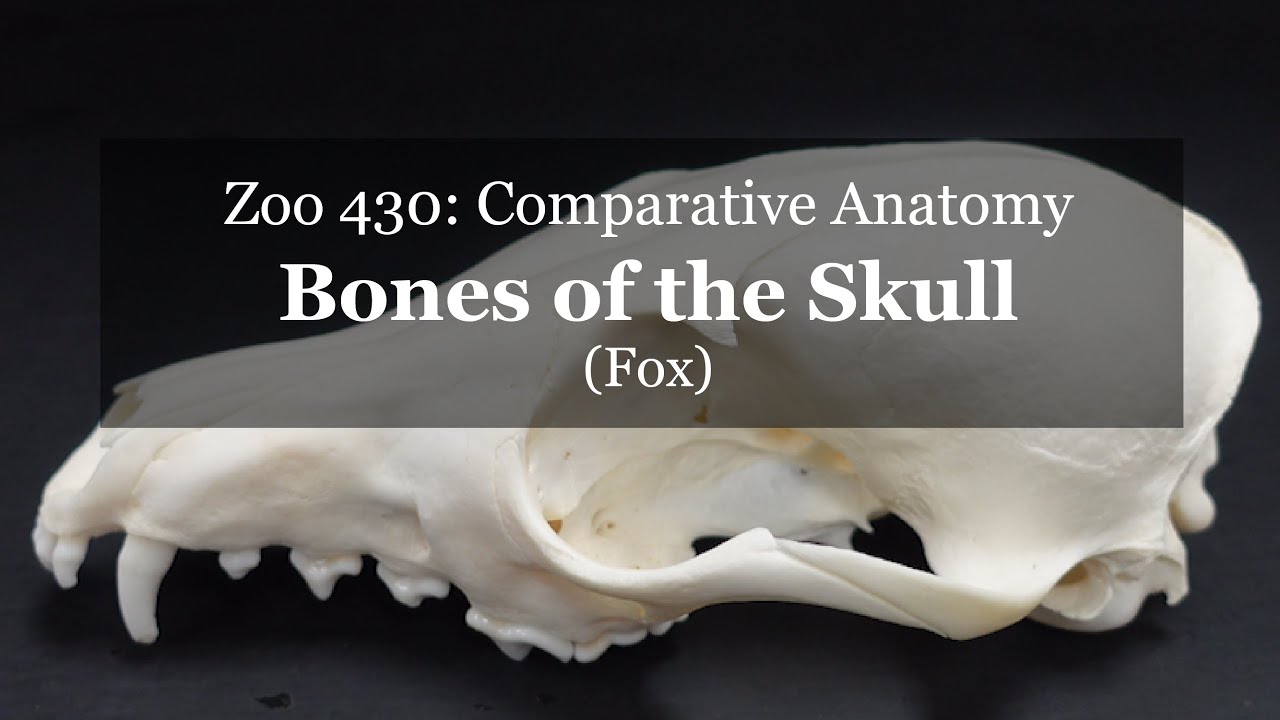 Osteology Bones of the Skull (fox)