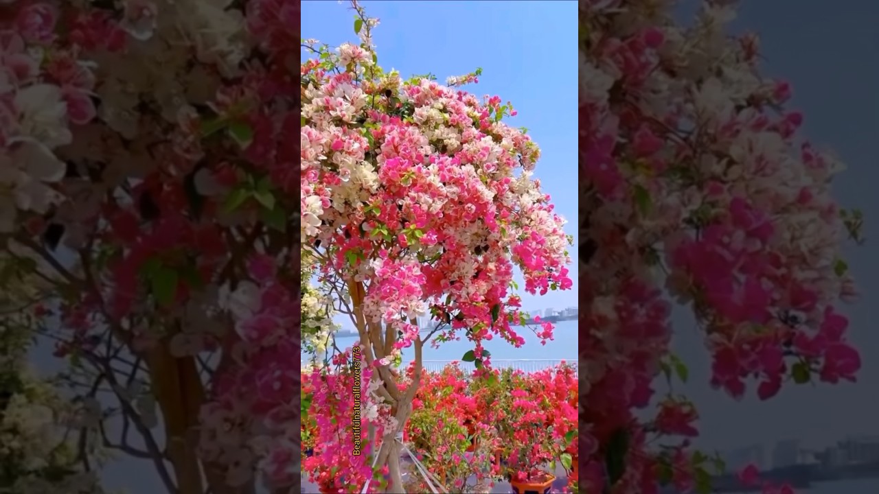 Most Beautiful bougainvillea flower in the world #shorts