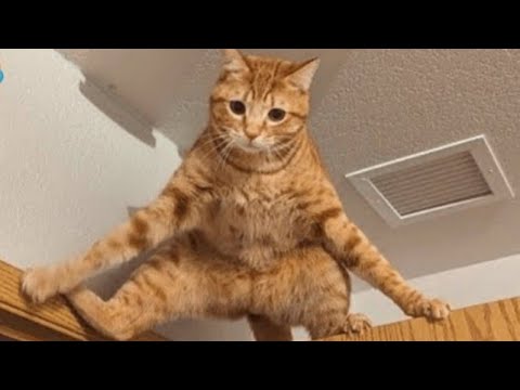 Funny Cat Fails 😆 Funny Cat Compilation 😂😁😆 Memes Part 1