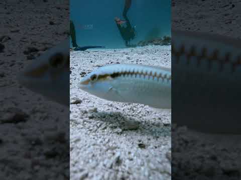A dive buddy to play with while waiting for the Manta