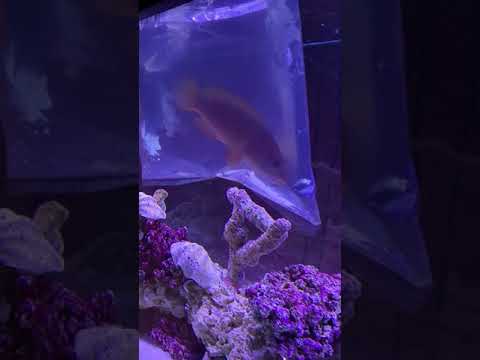 We introduced our miniatus grouper to our tank and it’s war with the other groupers