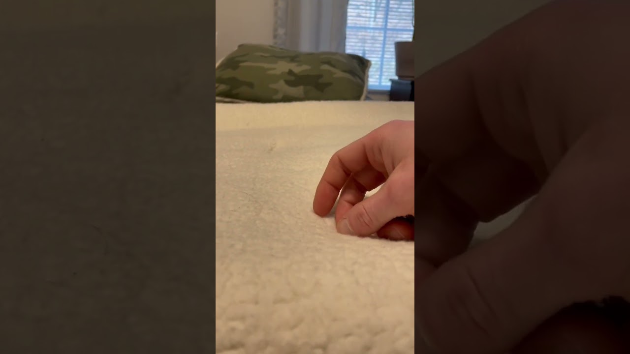 I guess baby Jet didn’t want to go play 😂😩💙 #quail #animals #cute #birb #farm #chicks #smol #baby