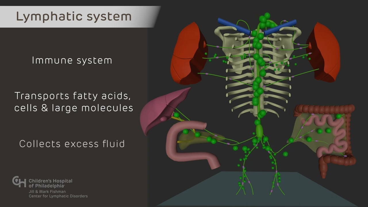 Normal Lymphatic Anatomy and Flow