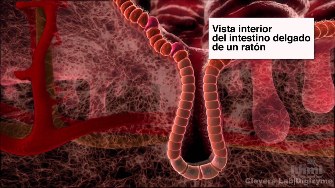 El cáncer y la diferenciación celular en el epitelio intestinal | HHMI BioInteractive Video