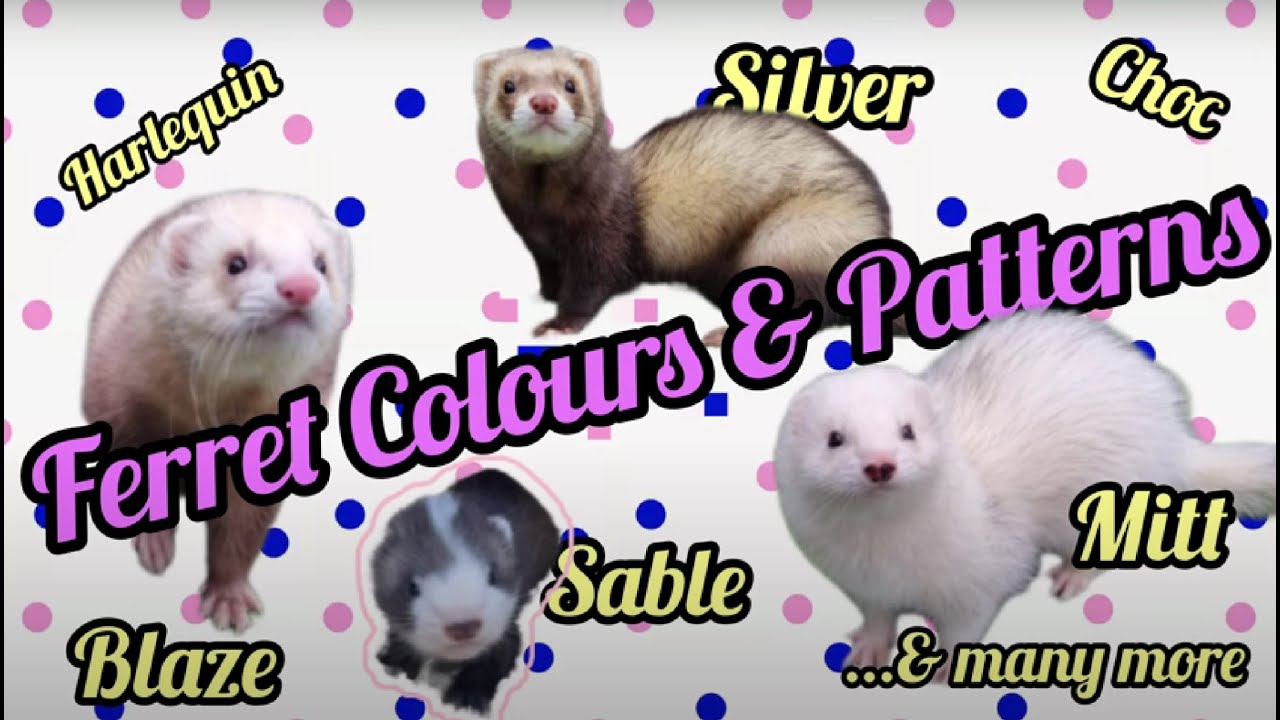 Ferret Colours and Patterns! You Probably Didnt Know This!