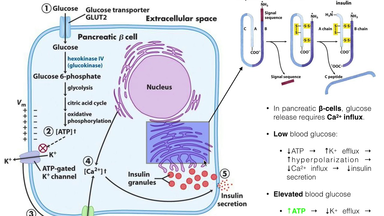 The Mechanism of Insulin Biosynthesis by Pancreatic β-cells