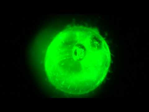 Encapsulated silica nanoparticles for precision optical bioimaging - Supplementary video B: 31310