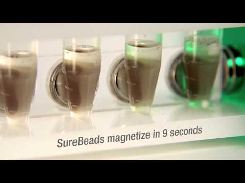 SureBeads™ Magnetic Bead System for Immunoprecipitation | Canadian ...