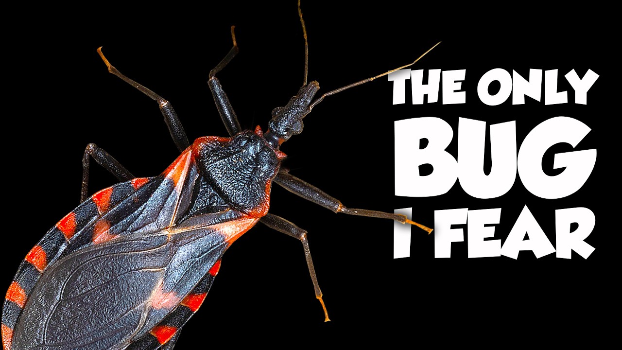 The World's Deadliest Bug ISN'T From Australia