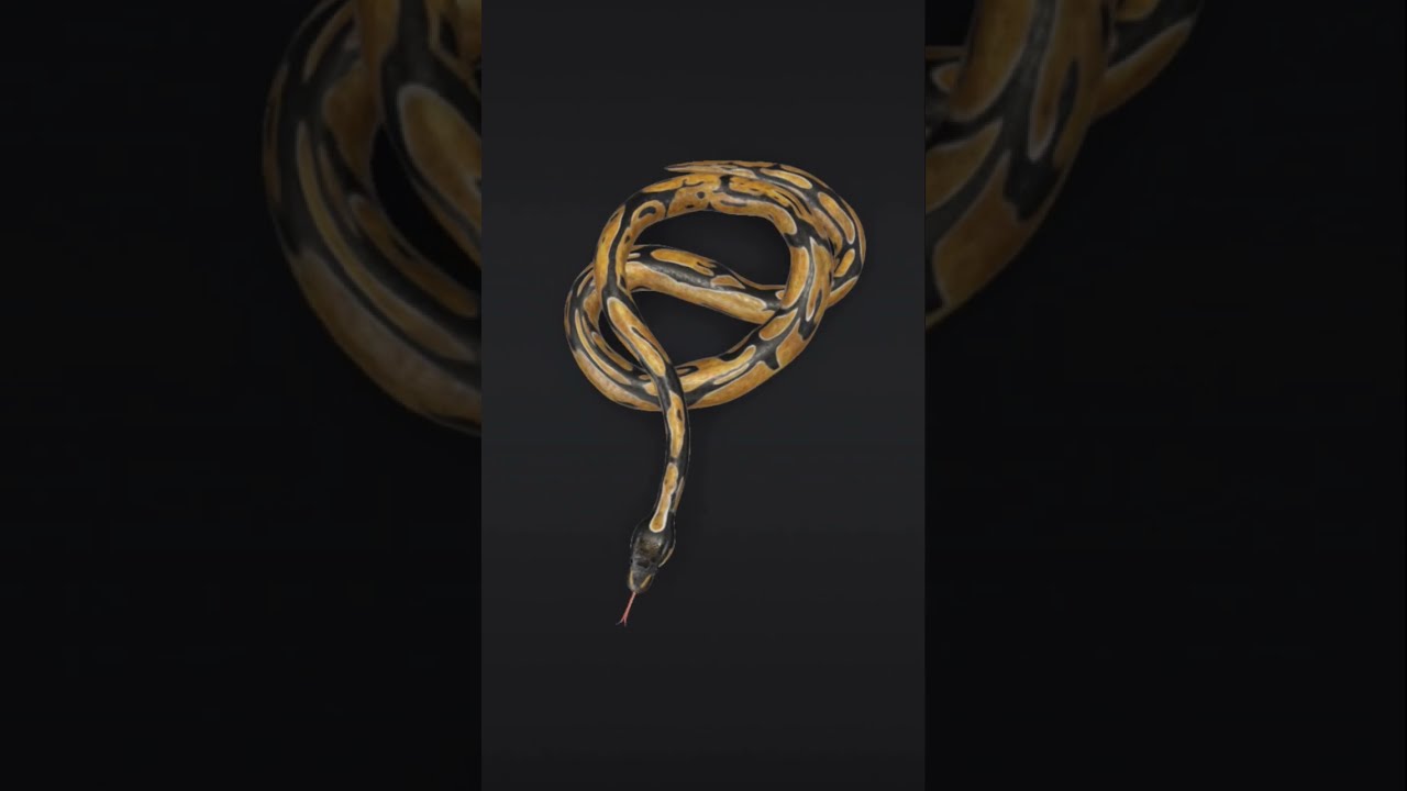 Ball Python 3D Animation #shorts