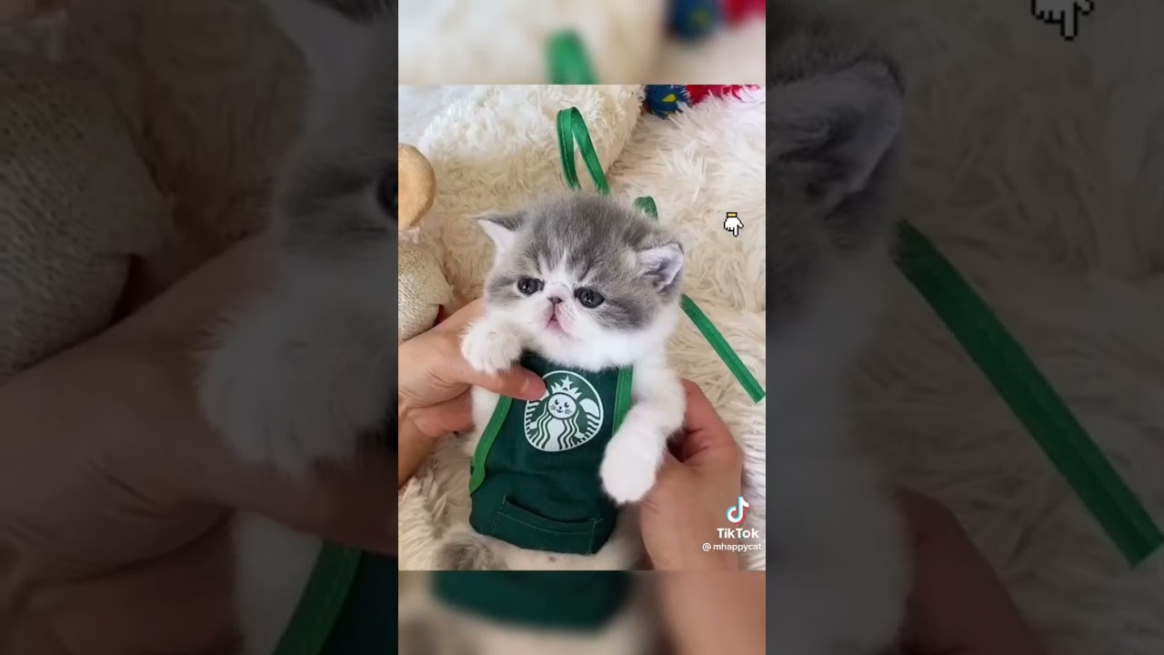 gatitos tiernos ❤️❤️❤️❤️