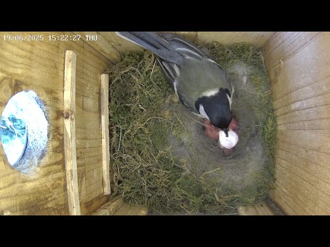 2025-06-19 Vienna - Fourth Chick Hatches: Great Tit Mother Eats Eggshell After Birth