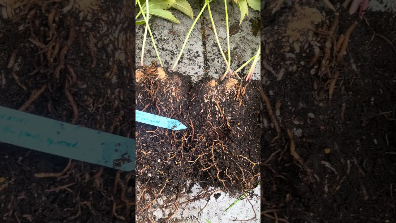 Propagating hellebores from division - 4th of October 2025 🇬🇧 #hellebores #propagation #gardening