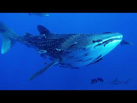 Whale Shark