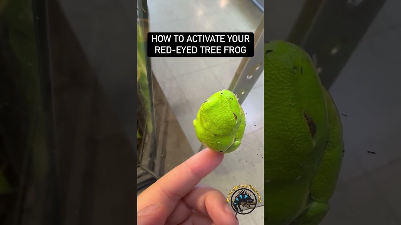 How to Activate Your Red-Eyed Tree Frog. 🐸 #funny #funnyanimals #frog #eyes #memes #meme #animals