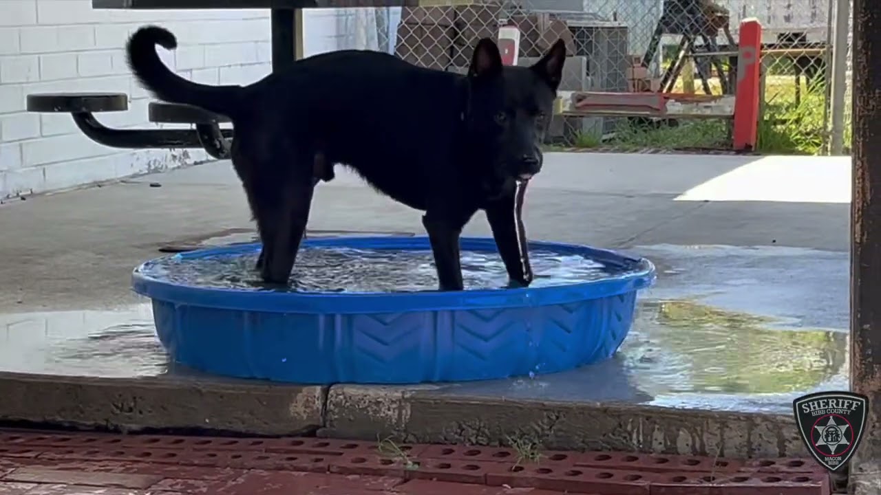 BCSO: National Pet Day