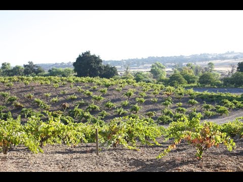 2018 PASO ROBLES ZINFANDEL