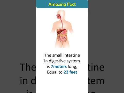Amazing Fact - small intestine #amazingfacts