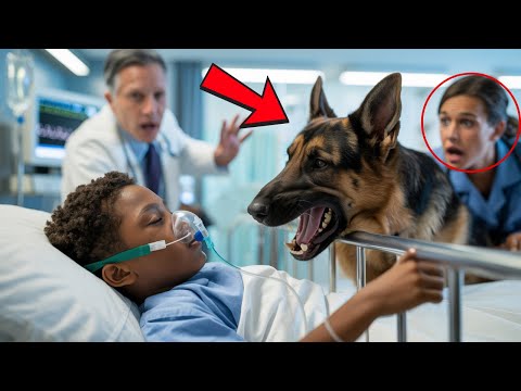 Retired K9 Refused to Leave Boy’s Bed and Bit the Frame — Then Doctors Made a Shocking Discovery