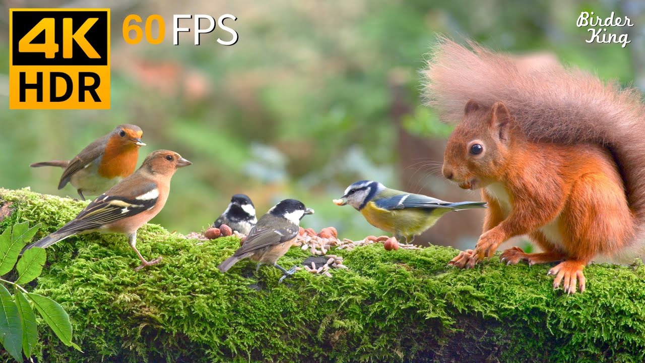 Cat TV for Cats to Watch 😺 Pretty Birds and Squirrels in the Forest 🐿 Cat Games 4K HDR