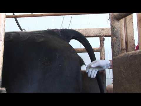 Bruce Carpenter - Cattle Reproduction - Inserting a CIDR