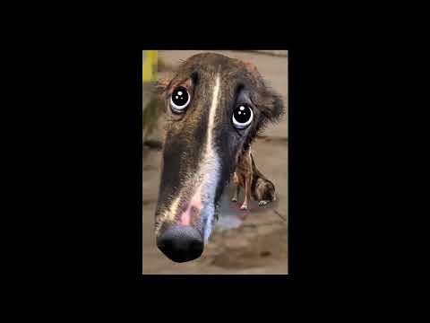 TOP 5 BORZOI DOGS (BEST MEMES)