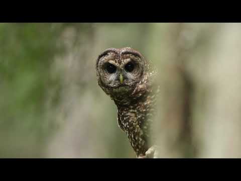 What Makes Owls So Wonderful? | Bird Academy