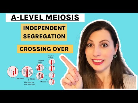 MEIOSIS A-Level Biology - How CROSSING OVER and INDEPENDENT SEGREGATION introduce genetic variation