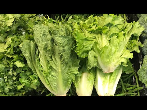 DIFFERENT USES OF LETTUCE