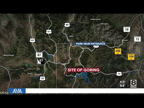 New Jersey man gored by bison in Yellowstone National Park