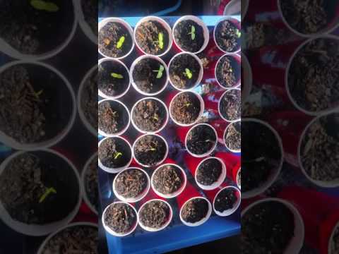Where do I get good heirloom seeds?
