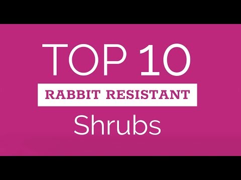 Top Ten Rabbit Resistant Shrubs