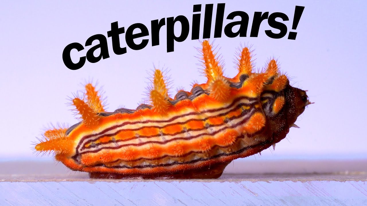 Caterpillars Are THE BEST! Here’s why.
