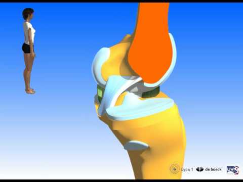 Mes genoux – Danse ta santé