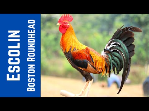 Escolin Brothers & Bert Seelin | Beautiful Birds from Roxas City | Fiestag #gallofino