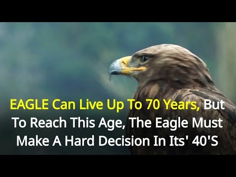 Best Motivational Story | The Eagle Story | Best Motivation Ever | Life Stories