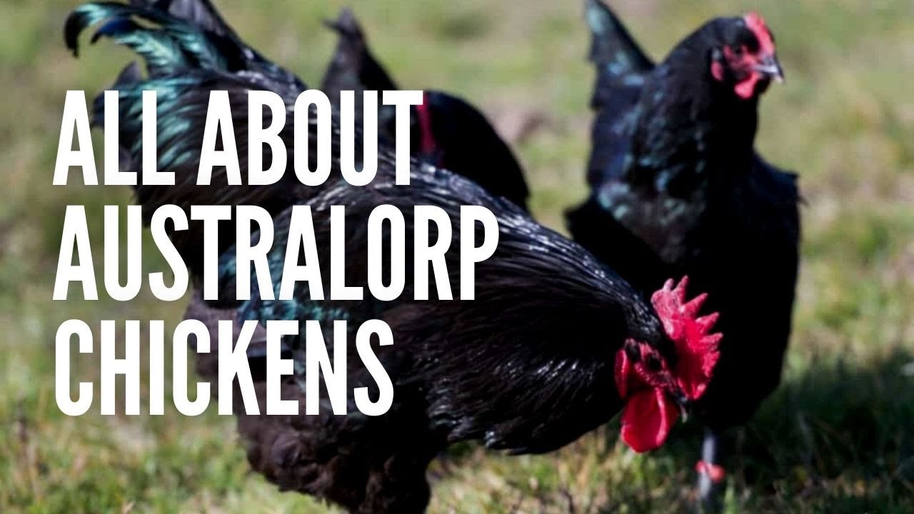Australorp Chickens: The Ultimate Guide!