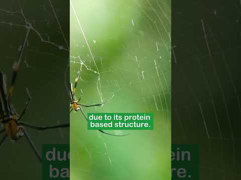 why spider silk is so strong?