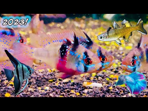 UNBOXING AWESOME RAM CICHLIDS  AND LOCAL TROPICAL FISH!!
