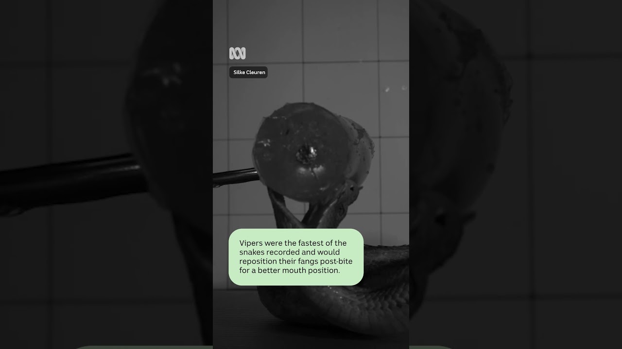 Snake bites captured on high speed camera as part of research study | ABC NEWS